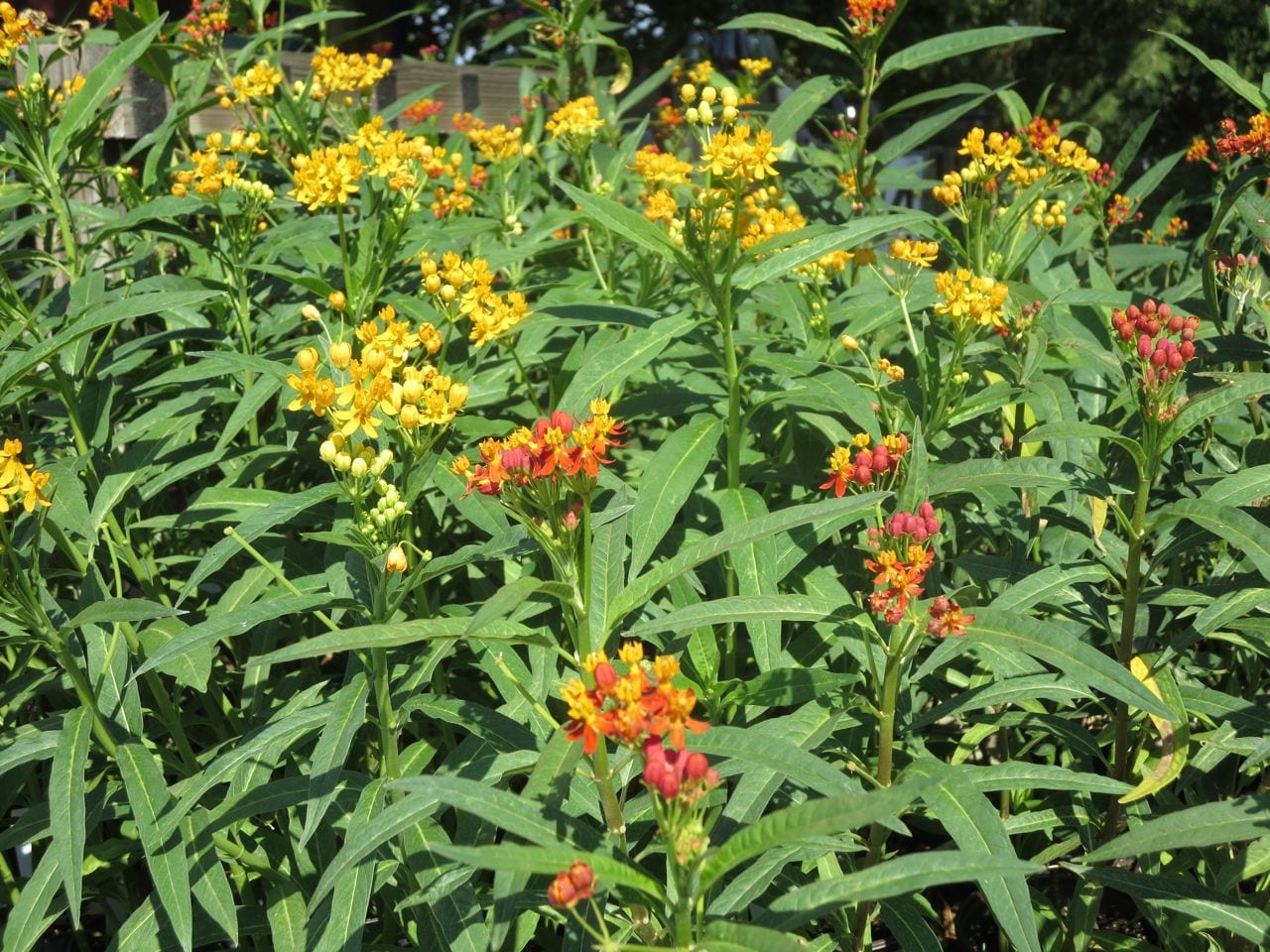 Yellow Tropical Milkweed