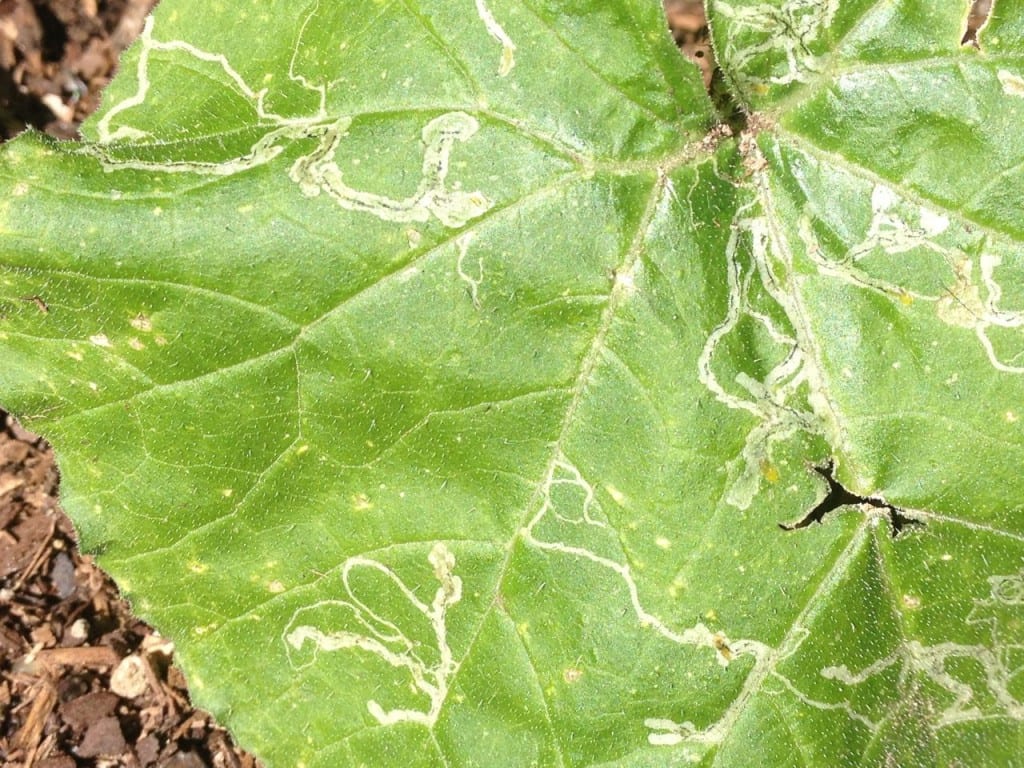 Common Chewing Pests in Gardens with Solutions/Rainbow Gardens