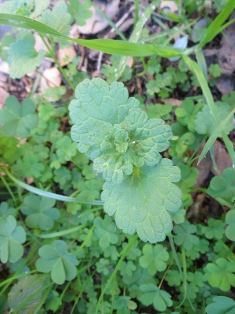 How to Apply Weed Pre-Emergent in San Antonio | Rainbow Gardens