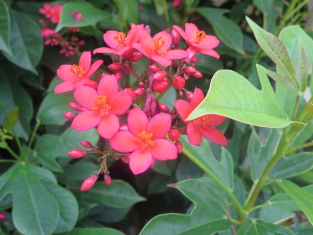 Here's to the red, white, and blue! | Rainbow Gardens