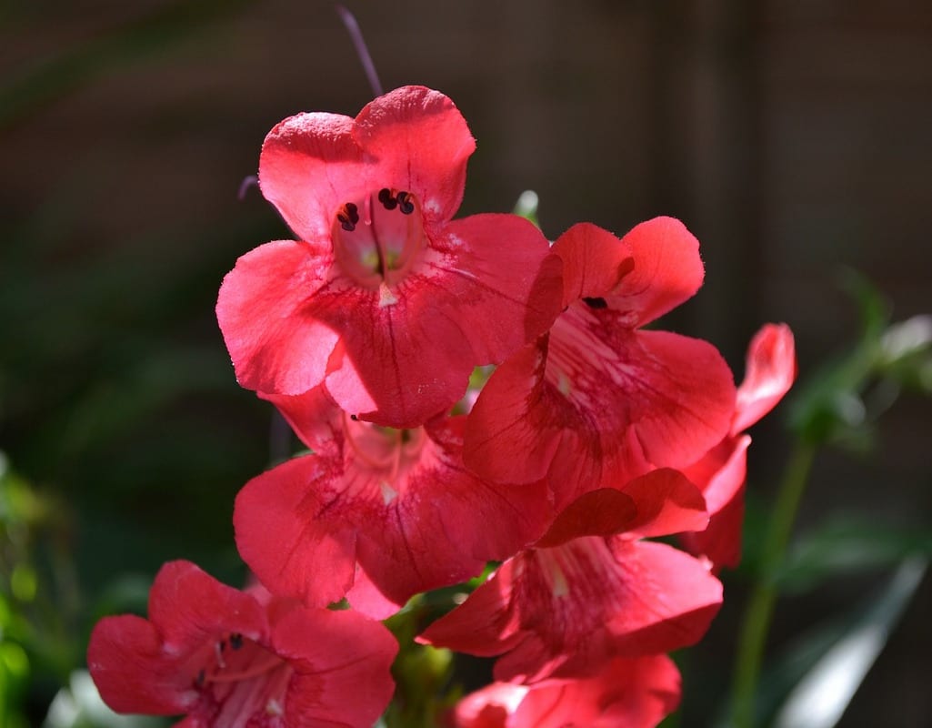 Planting and caring for perennials in San Antonio, Texas