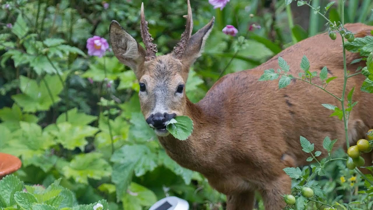 Deer Resistant Plants for San Antonio | Rainbow Gardens