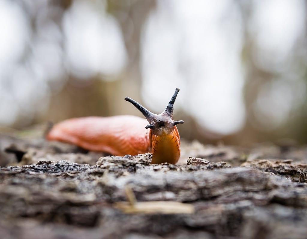 Common Chewing Pests in Gardens with Solutions/Rainbow Gardens