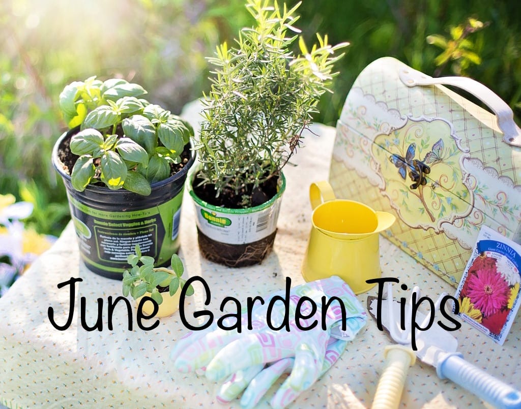 Top June Gardening Tips: What You Need To Know | Rainbow Gardens