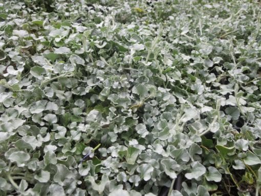 Growing Requirements for Three Texas Native Low Growing Plants.
