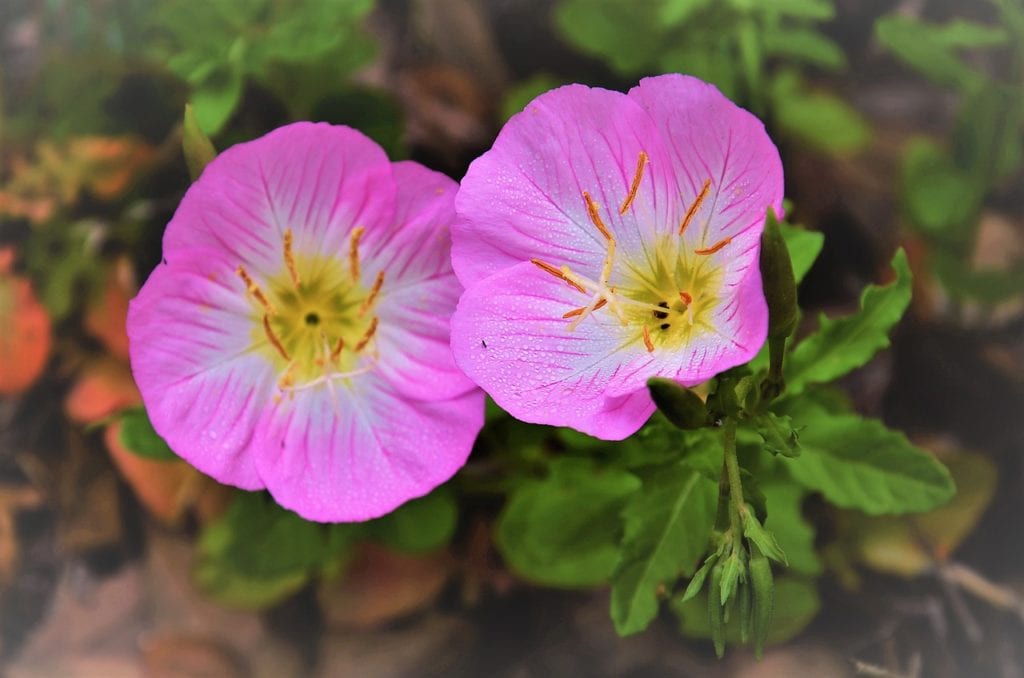 Texas Native Wildflowers for San Antonio and Hill Country
