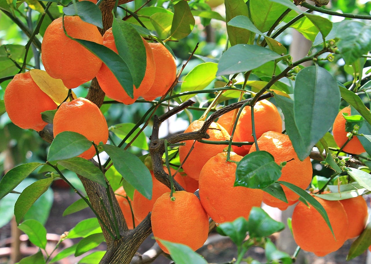 6 Citrus Facts: Are you missing out on citrus in your landscape?