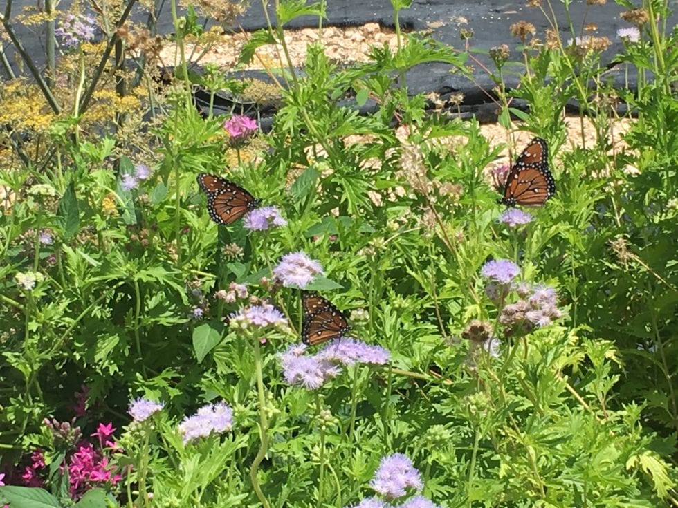 Options for Host and Nectar Plants for Pollinator Habitats
