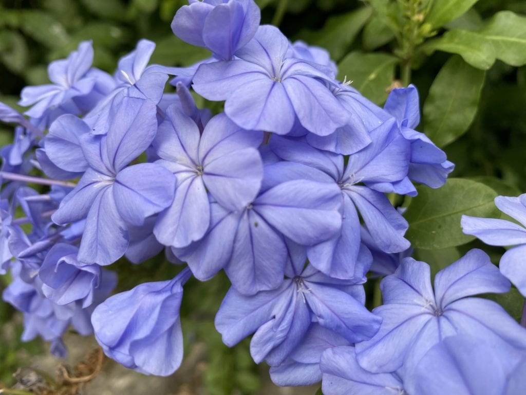 Where To Plant Plumbago