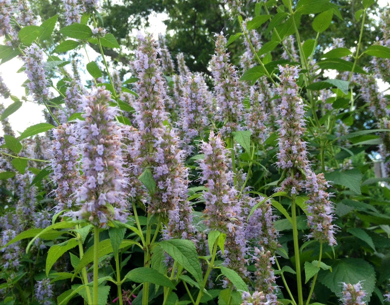 San Antonio Pollinator Gardens Need Summer Blooming Agastache