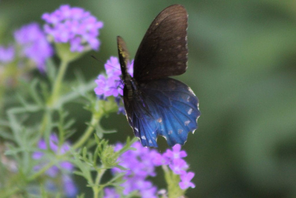 Planting Native Wildflowers in San Antonio | Rainbow Gardens