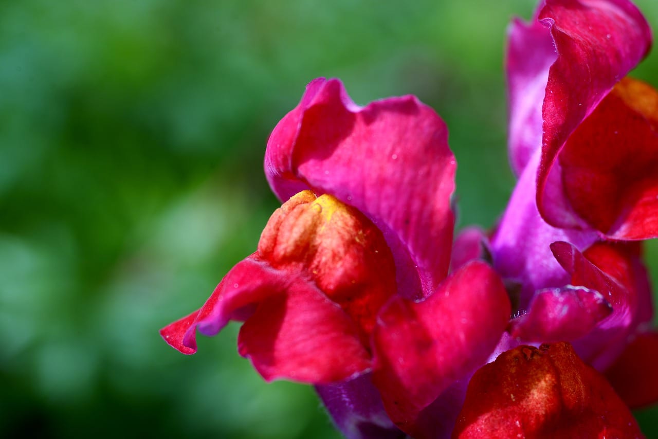 Snapdragons for fall and spring annual color in San Antonio
