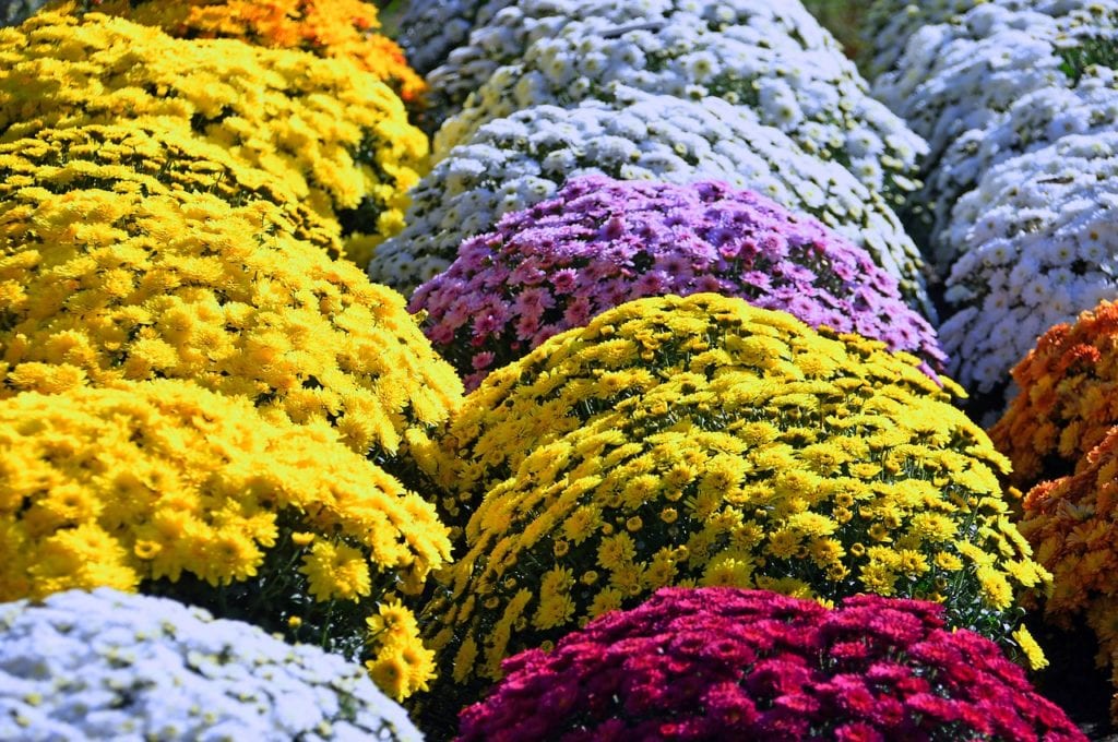 Protecting And Overwintering Plants When Fall Mums Begin To Fade