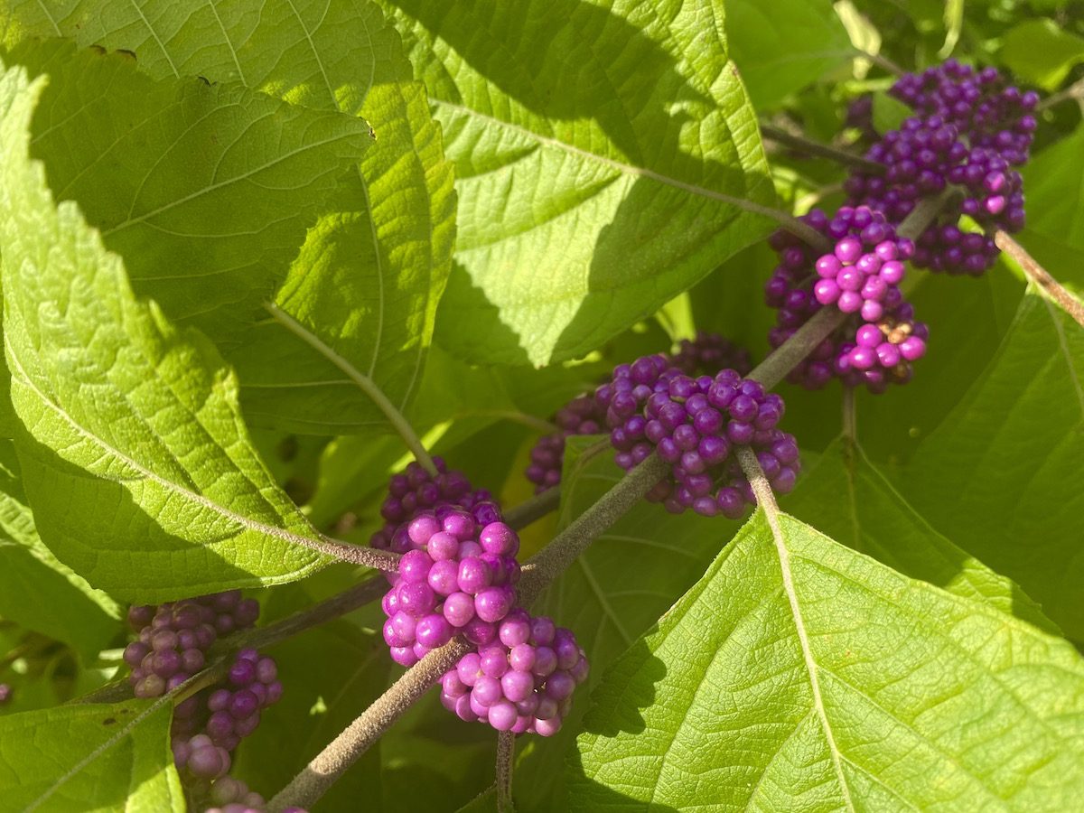 10 Shrubs: Some of Our Long Time Landscape Favorites | Rainbow Gardens
