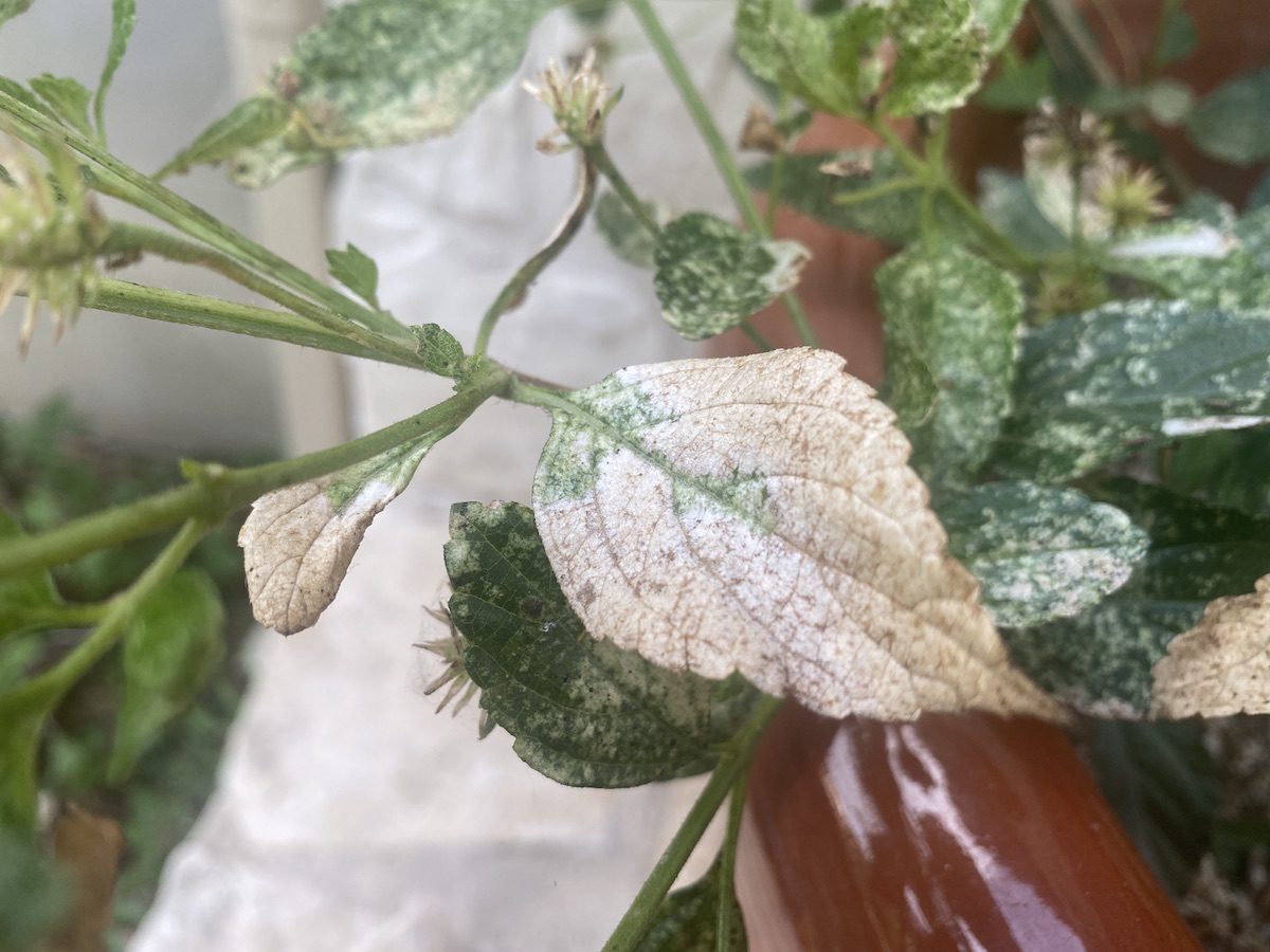 How to Identify Lace Bugs Damage and Tips for Control