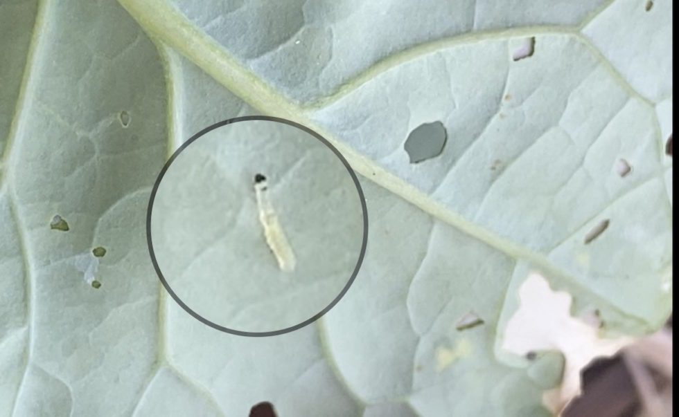 Pest Identification and Control of Cabbage Loopers