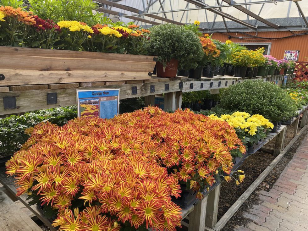 Protecting And Overwintering Plants When Fall Mums Begin To Fade