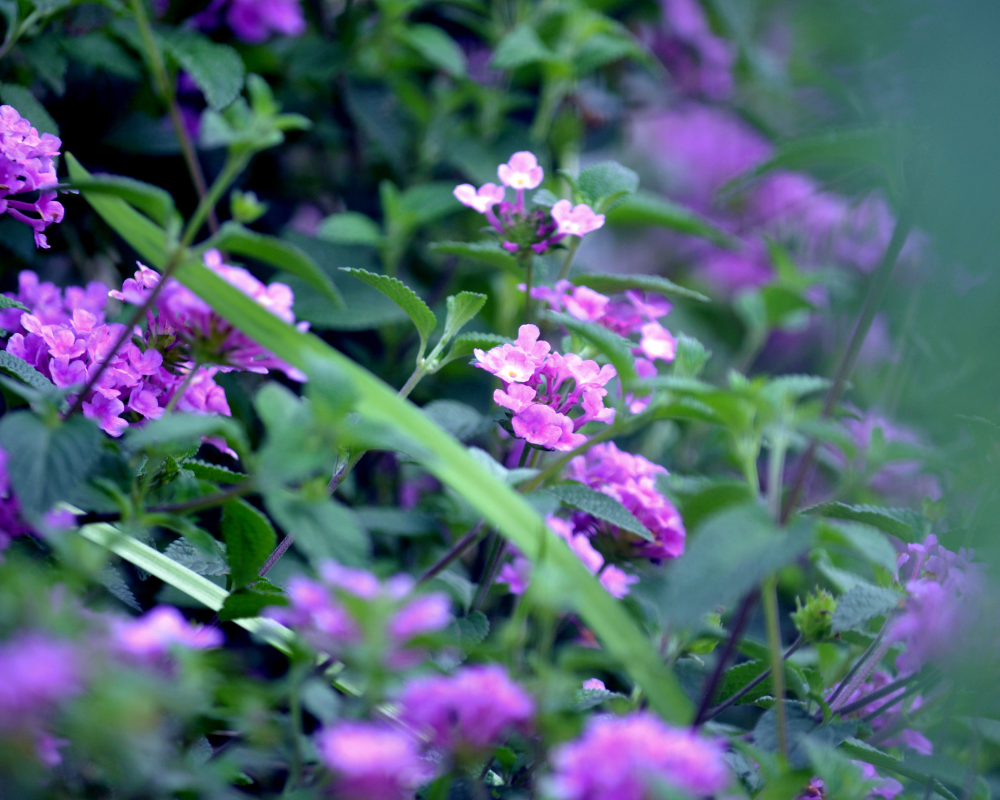 Purple Trailing Lantana is Pollinator Magnet with Profuse Blooms