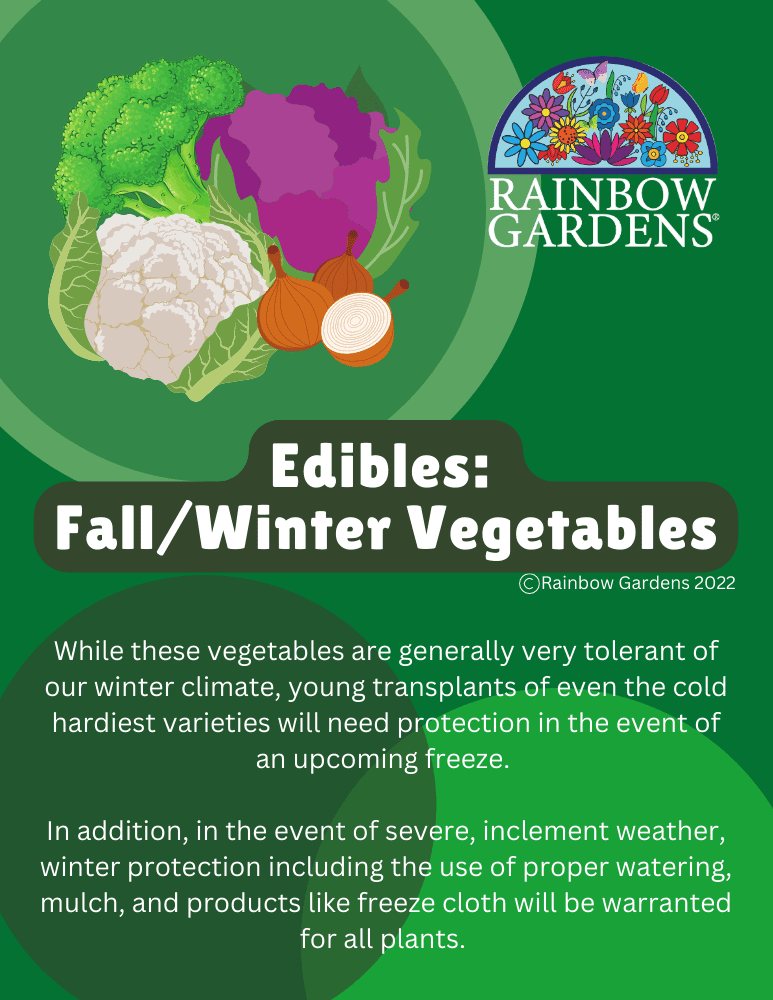 Edibles: Fall/Winter Vegetables for San Antonio | Rainbow Gardens