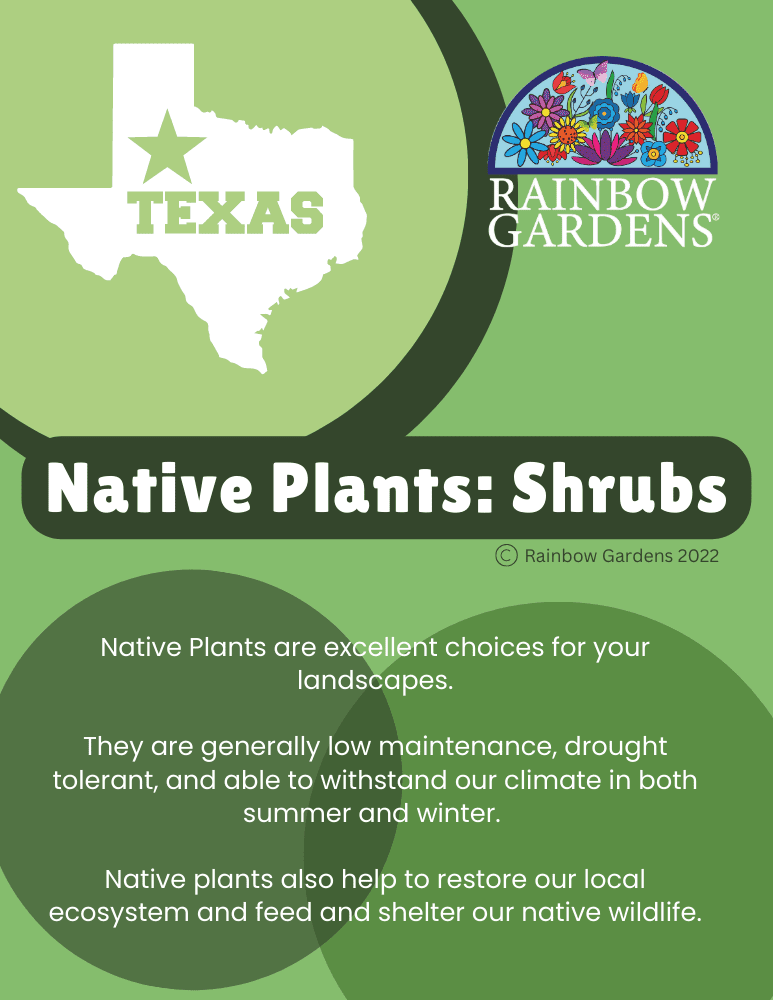 Native Plants: Shrubs | Rainbow Gardens