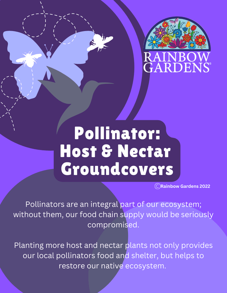 Pollinator Plants: Host and Nectar Groundcovers | Rainbow Gardens