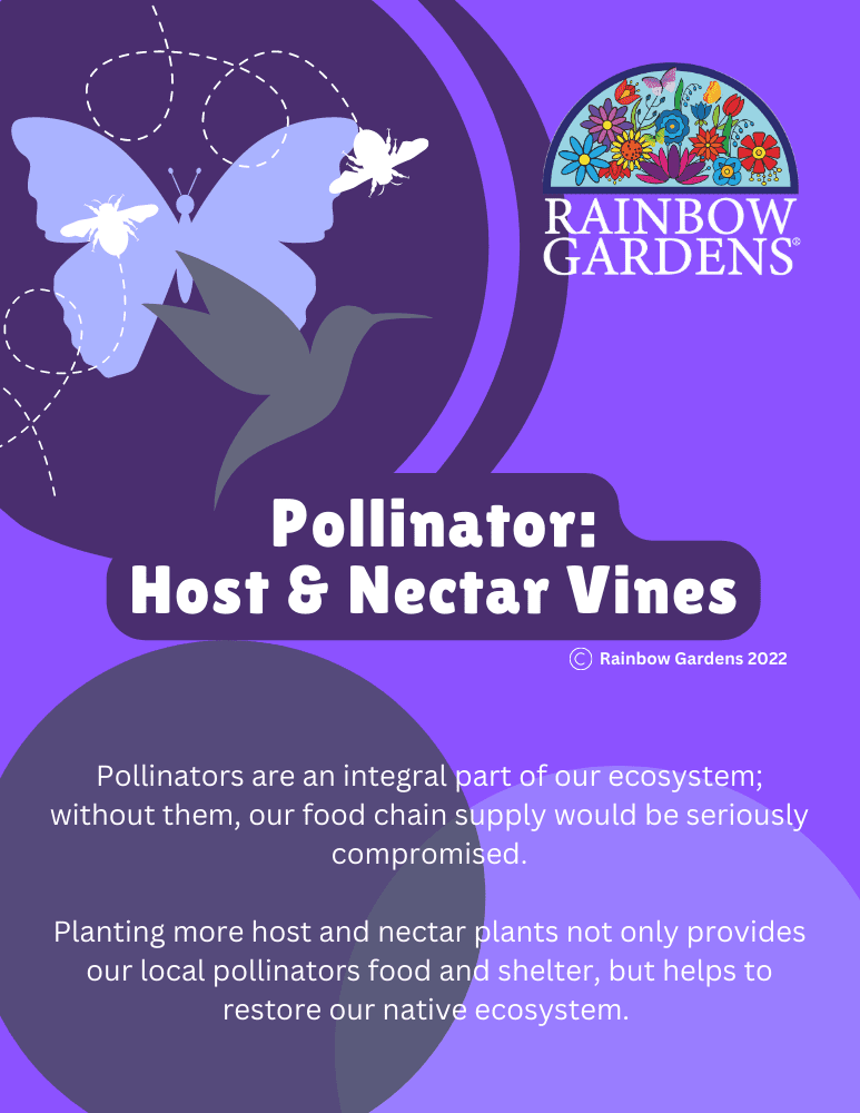 Polllinator Plants: Host and Nectar Vines | Rainbow Gardens