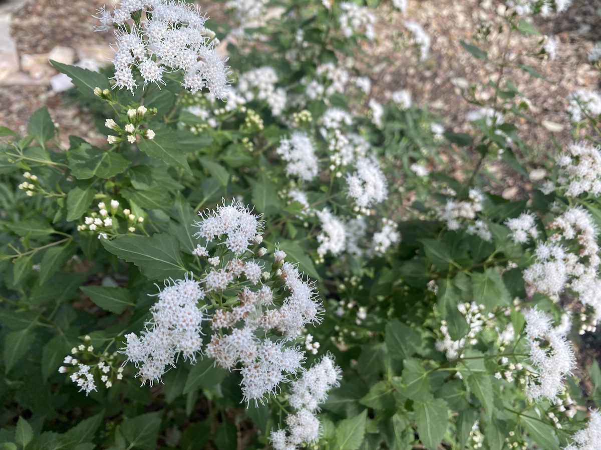 Texas native Fragrant White Mistflower for San Antonio Gardens