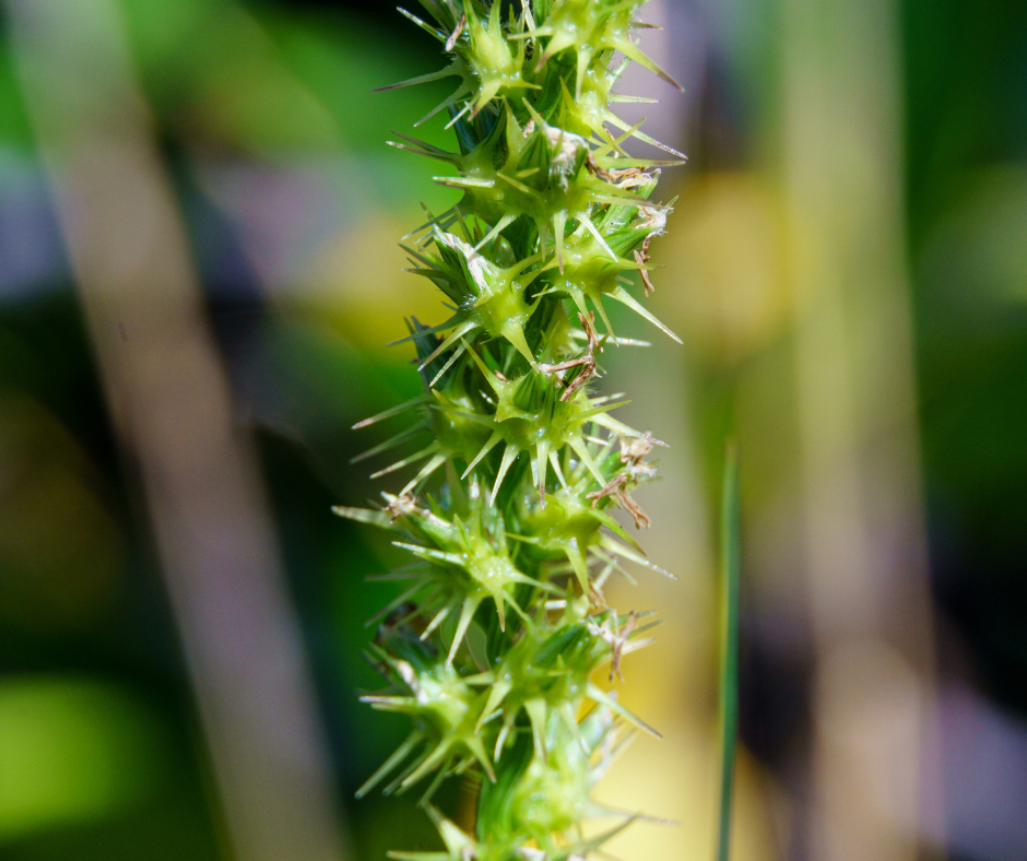 Pre-emergent weed control is key for preventing sticker burs.