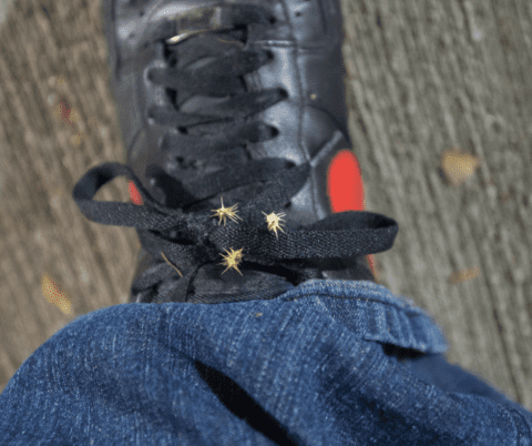 Pre-emergent weed control is key for preventing sticker burs.