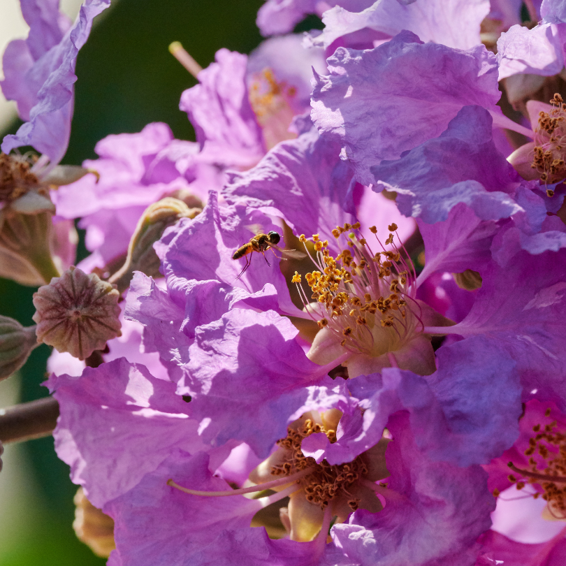 Crape Myrtle Varieties | Rainbow Gardens