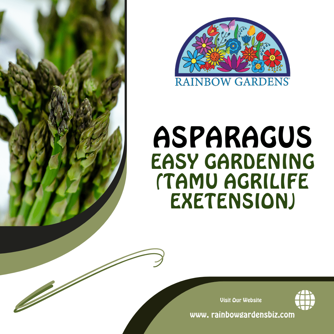 Asparagus: Easy Gardening (TAMU Agrilife Extension) | Rainbow Gardens