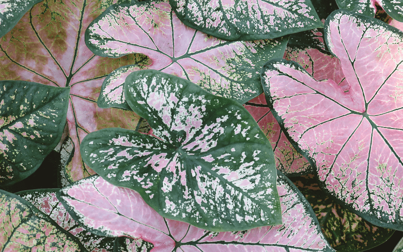Caladiums for Gorgeous, Heat-Loving, Summer Foliage Color.
