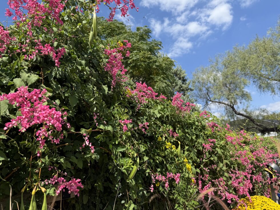 Coral Vine in San Antonio: A Late-Season Pollinator Magnet